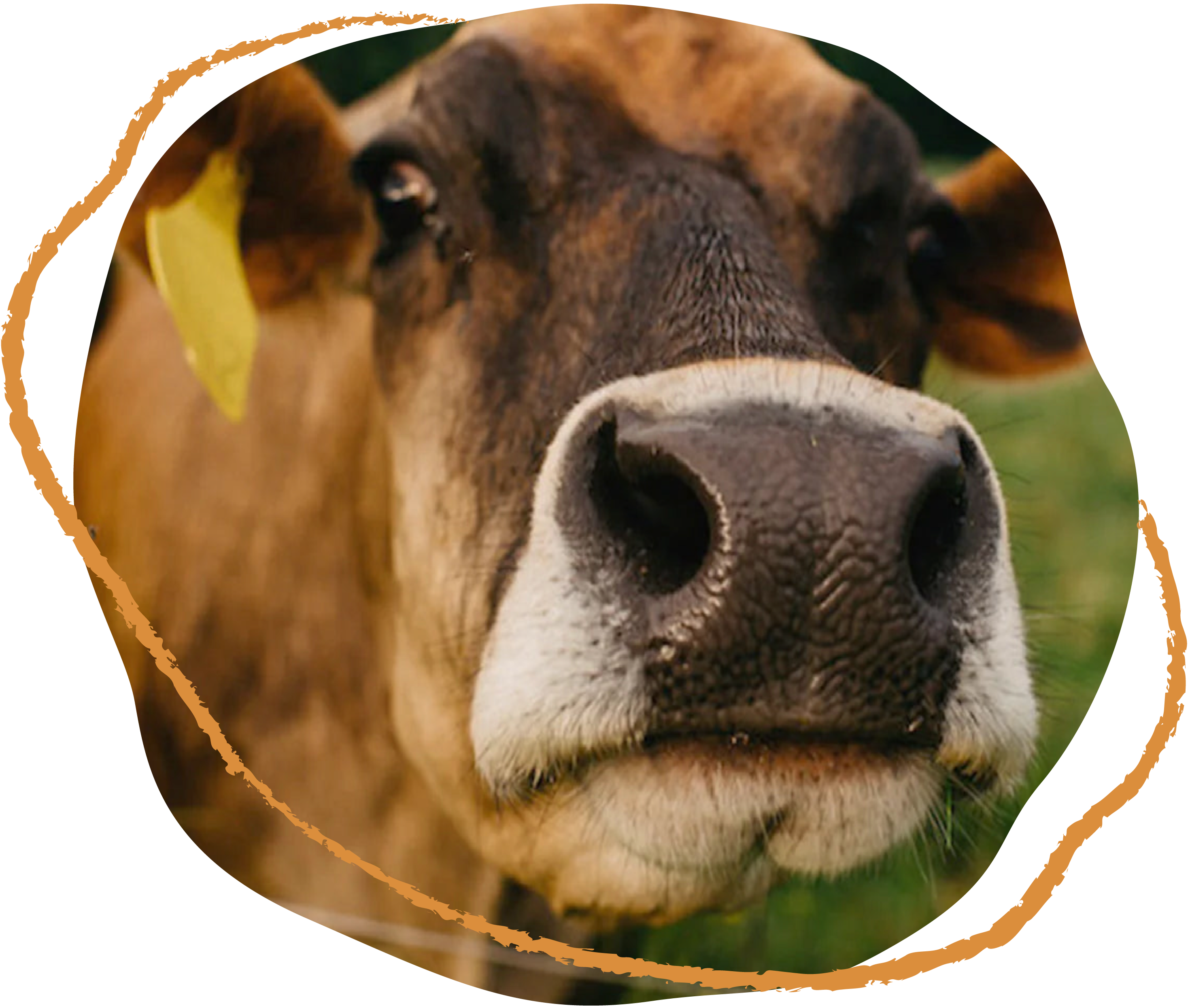 Crooked Face Creamery Handcrafted Artisan Cheese